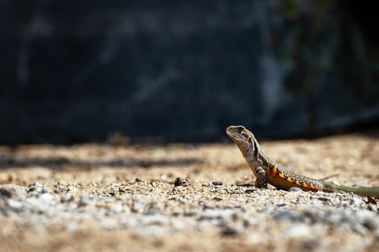 Belliana bilder – Bläddra bland 229 stockfoton, vektorer och videor ...