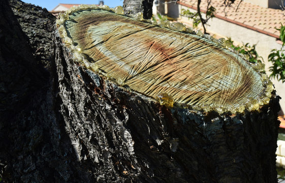 รูปภาพAubier – เลือกดูภาพถ่ายสต็อก เวกเตอร์ และวิดีโอ251 | Adobe Stock