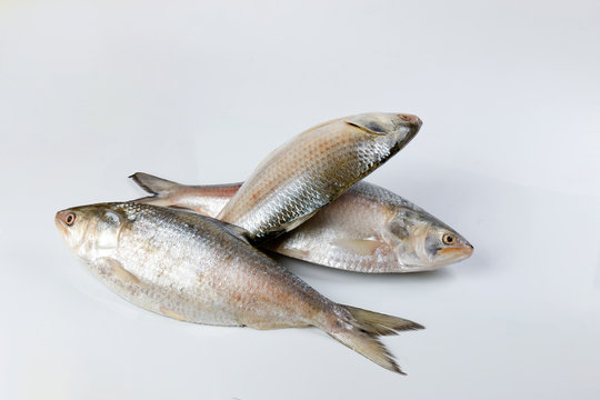 Ilih Images – Browse 39 Stock Photos, Vectors, and Video | Adobe Stock