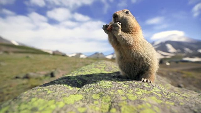 Groundhog Funny Images – Browse 19,956 Stock Photos, Vectors, and Video ...