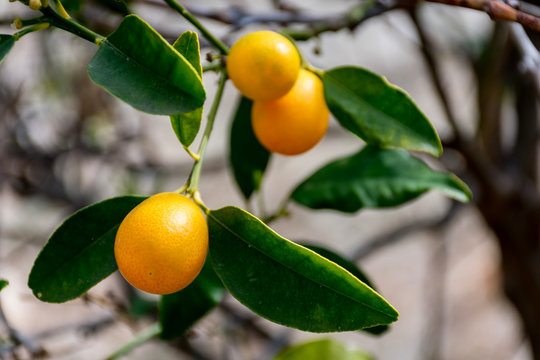 Quinoto 이미지 – 찾아보기 123 스톡 사진, 벡터 및 비디오 | Adobe Stock
