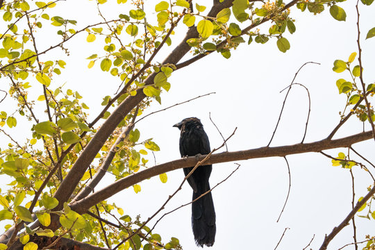 Imágenes de Pijul: descubre bancos de fotos, ilustraciones, vectores y ...