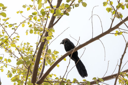 Pijul Images – Browse 4 Stock Photos, Vectors, and Video | Adobe Stock