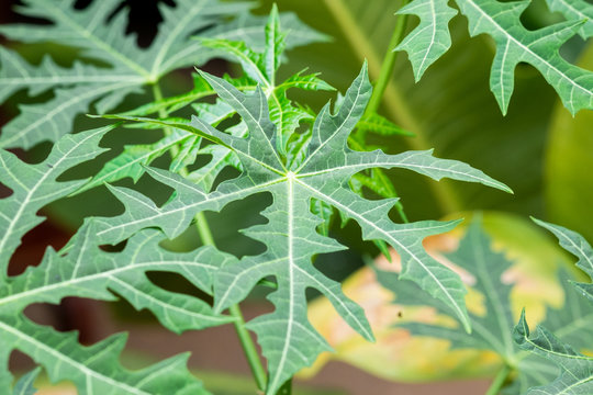 Chaya Bilder – Durchsuchen 1,241 Archivfotos, Vektorgrafiken und Videos ...