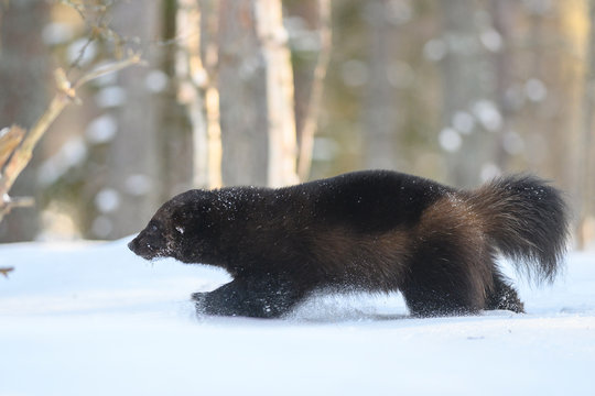 Wolverine Paw Bilder – Durchsuchen 400 Archivfotos, Vektorgrafiken und ...