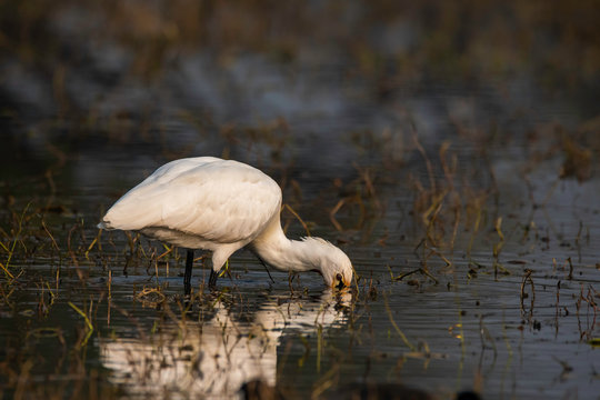 DIE 30,749 BESTEN BILDER, STOCK-FOTOS UND -VEKTORGRAFIKEN ZU „Sumpfig ...