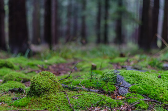 Gruenen Bilder – Durchsuchen 164 Archivfotos, Vektorgrafiken und Videos ...