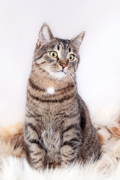 478,228 IMAGES, PHOTOS ET ILLUSTRATIONS VECTORIELLES STOCK APPROPRIÉES ...