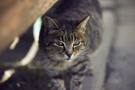 Mutt-Cat Images – Browse 81 Stock Photos, Vectors, and Video | Adobe Stock
