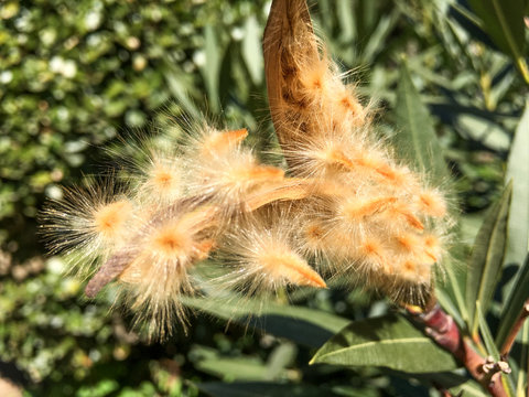 Yellow Oleander Seed