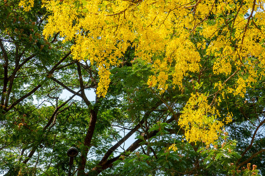 รูปภาพAmaltas – เลือกดูภาพถ่ายสต็อก เวกเตอร์ และวิดีโอ13,521 | Adobe Stock