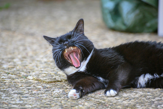 Katzengebiss-Bilder: Stock-Fotos & -Videos. | Adobe Stock