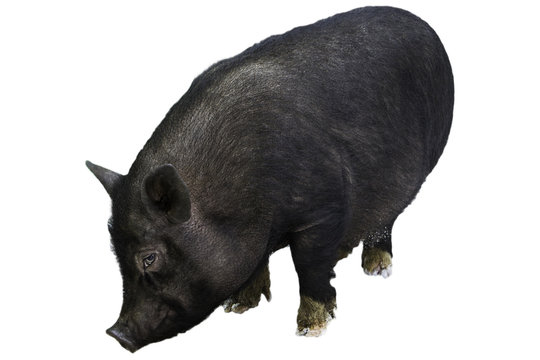 Black Pig Png