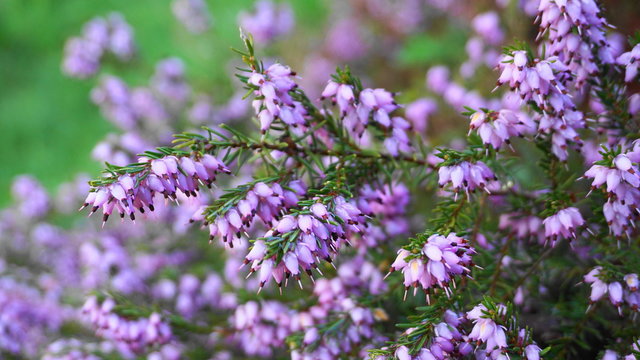 รูปภาพ"Calluna Vulgaris" – เลือกดูภาพถ่ายสต็อก เวกเตอร์ และวิดีโอ ...