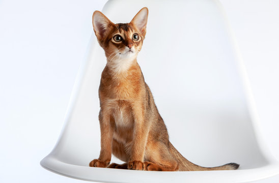 รูปภาพAbyssinian – เลือกดูภาพถ่ายสต็อก เวกเตอร์ และวิดีโอ14,135 | Adobe ...