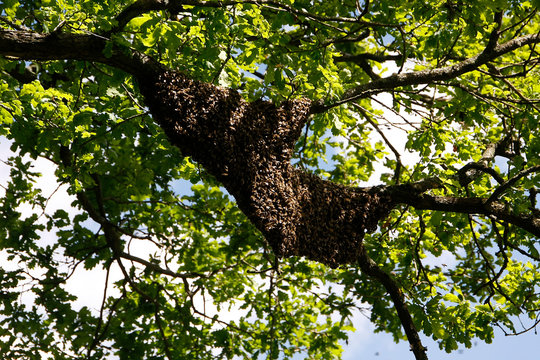 「Eichenast」の画像 - 81 件の Stock 写真、ベクターおよびビデオ | Adobe Stock