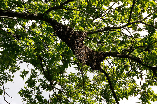 Imágenes de Eichenast: descubre bancos de fotos, ilustraciones ...