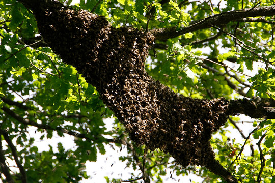 「Eichenast」の画像 - 81 件の Stock 写真、ベクターおよびビデオ | Adobe Stock