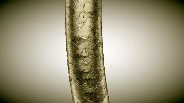 Hair Under Microscope Images – Browse 1,087 Stock Photos, Vectors, and ...