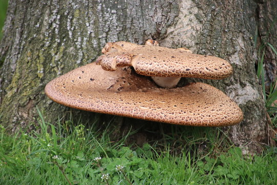 Popler Images – Browse 6 Stock Photos, Vectors, and Video | Adobe Stock