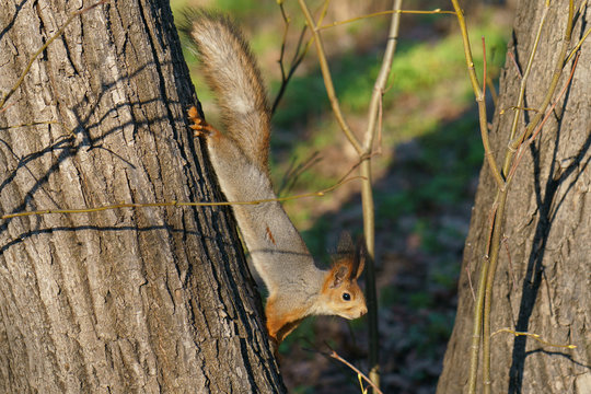"Shin Up"-Bilder: Stock-Fotos & -Videos. | Adobe Stock
