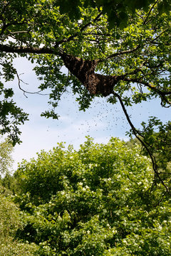 Imágenes de Eichenast: descubre bancos de fotos, ilustraciones ...