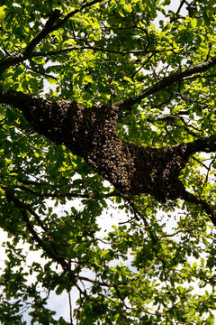 「Eichenast」の画像 - 81 件の Stock 写真、ベクターおよびビデオ | Adobe Stock