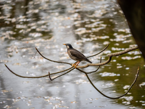 68 BEST Grey-Starling IMAGES, STOCK PHOTOS & VECTORS | Adobe Stock