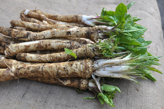 Kren Bilder – Durchsuchen 27,432 Archivfotos, Vektorgrafiken und Videos ...