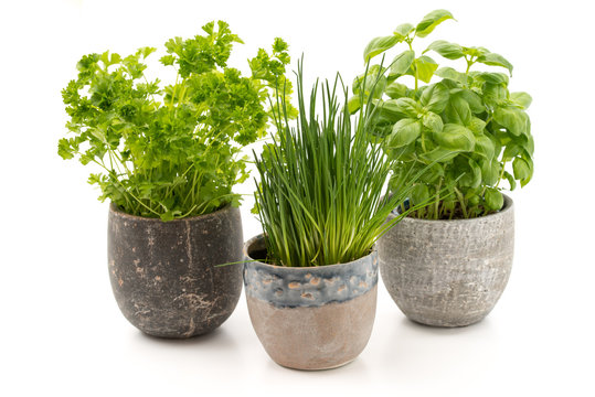 LAS 450,579 MEJORES IMÁGENES, FOTOS DE ARCHIVO Y VECTORES DE Macetas ...