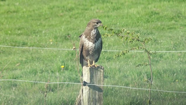 "Common Buzzard" Images – Browse 45,438 Stock Photos, Vectors, and ...