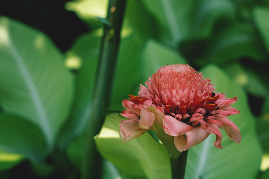 Dahla Images – Browse 55 Stock Photos, Vectors, and Video | Adobe Stock