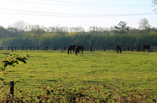 Fluchttier bilder – Bläddra bland 863 stockfoton, vektorer och videor ...