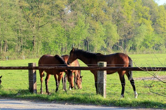 Fluchttier bilder – Bläddra bland 863 stockfoton, vektorer och videor ...