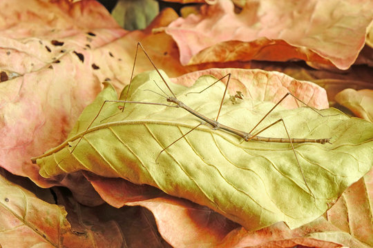 Imágenes de Phasmids: descubre bancos de fotos, ilustraciones, vectores ...