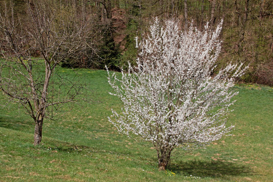 รูปภาพMirabellenbaum – เลือกดูภาพถ่ายสต็อก เวกเตอร์ และวิดีโอ254 ...