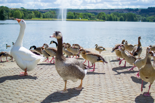 Imágenes de Dopping: descubre bancos de fotos, ilustraciones, vectores ...