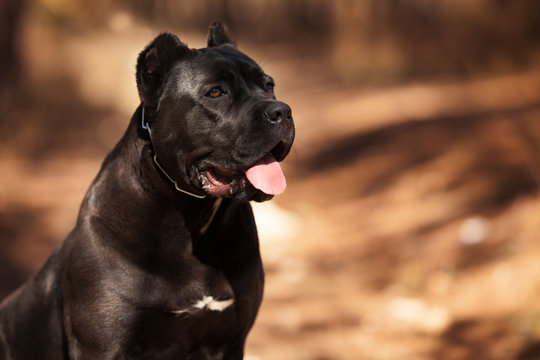 รูปภาพ"The Dog" – เลือกดูภาพถ่ายสต็อก เวกเตอร์ และวิดีโอ843 | Adobe Stock