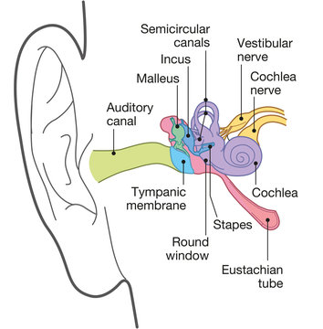 Vestibular Nerve Ear