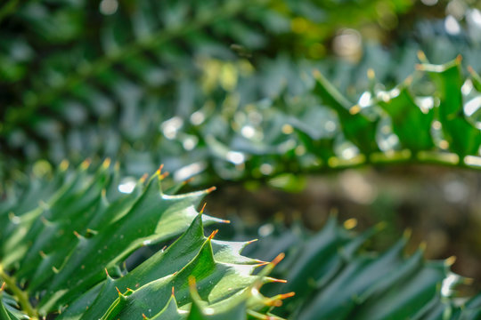 รูปภาพCycadales – เลือกดูภาพถ่ายสต็อก เวกเตอร์ และวิดีโอ250 | Adobe Stock