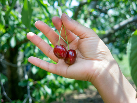 Cherry-Pick Imagens – Procure 1,446 fotos, vetores e vídeos | Adobe Stock