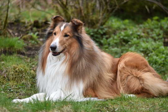 Langhaar-Collie Images – Browse 106 Stock Photos, Vectors, and Video ...