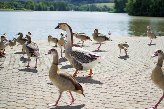 Imágenes de Dopping: descubre bancos de fotos, ilustraciones, vectores ...