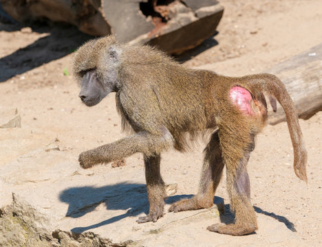 รูปภาพPawian – เลือกดูภาพถ่ายสต็อก เวกเตอร์ และวิดีโอ288 | Adobe Stock