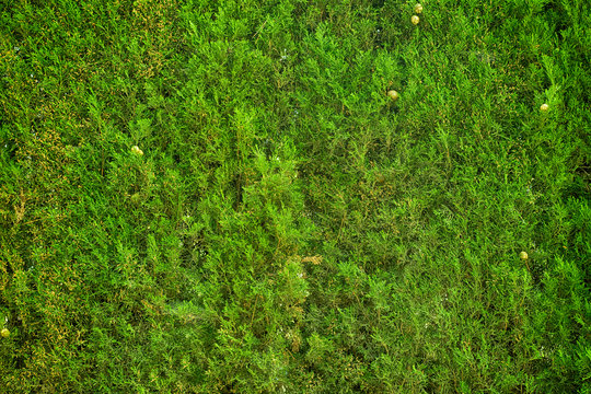 Matojo Billeder – Gennemse 163 stockfotos, vektorer og videoer | Adobe ...