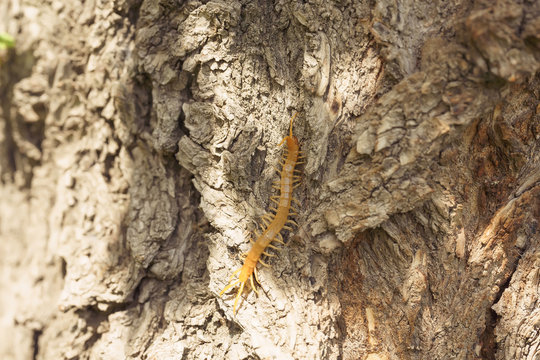 รูปภาพScolopendromorpha – เลือกดูภาพถ่ายสต็อก เวกเตอร์ และวิดีโอ136 ...