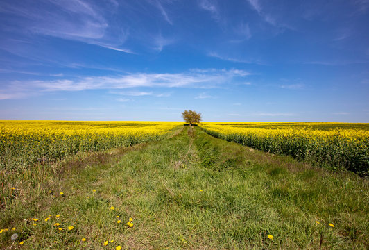 รูปภาพ"Yellow Field" – เลือกดูภาพถ่ายสต็อก เวกเตอร์ และวิดีโอ3,030 ...