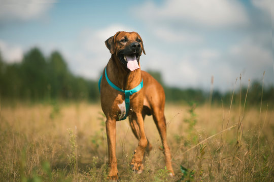 Rhodesian Images – Browse 13,273 Stock Photos, Vectors, and Video ...