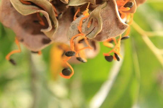 Akashmoni bilder – Bläddra bland 200 stockfoton, vektorer och videor ...