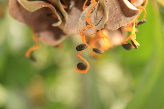 Akashmoni Images – Browse 178 Stock Photos, Vectors, and Video | Adobe ...